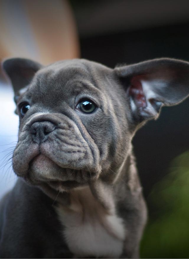 Petland Pembroke Pines | Local Pet Store in Pembroke Pines, FL
