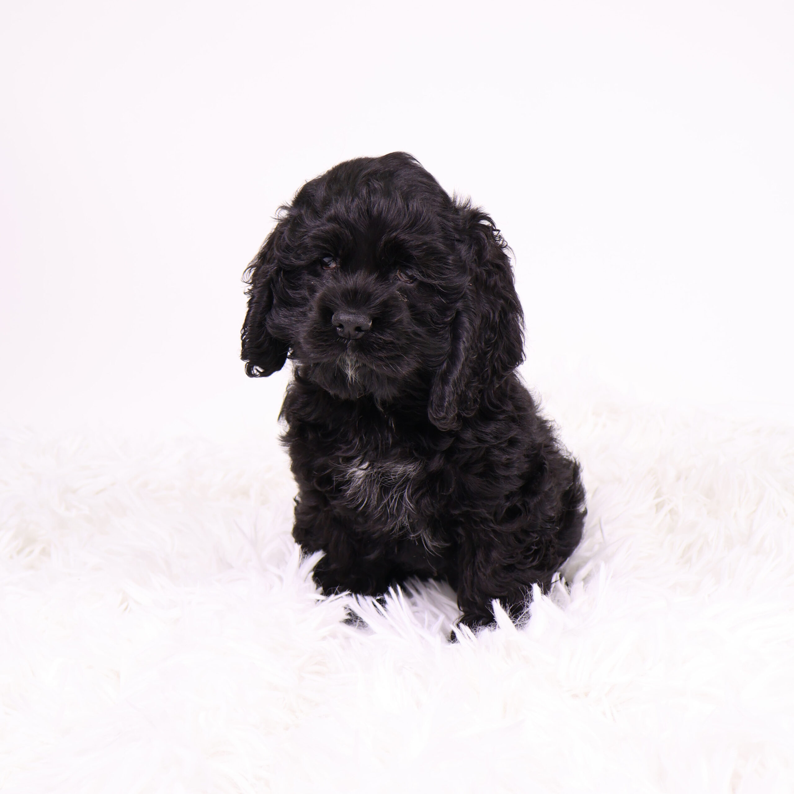Find Cocker Spaniel Puppies | Petland Pembroke Pines