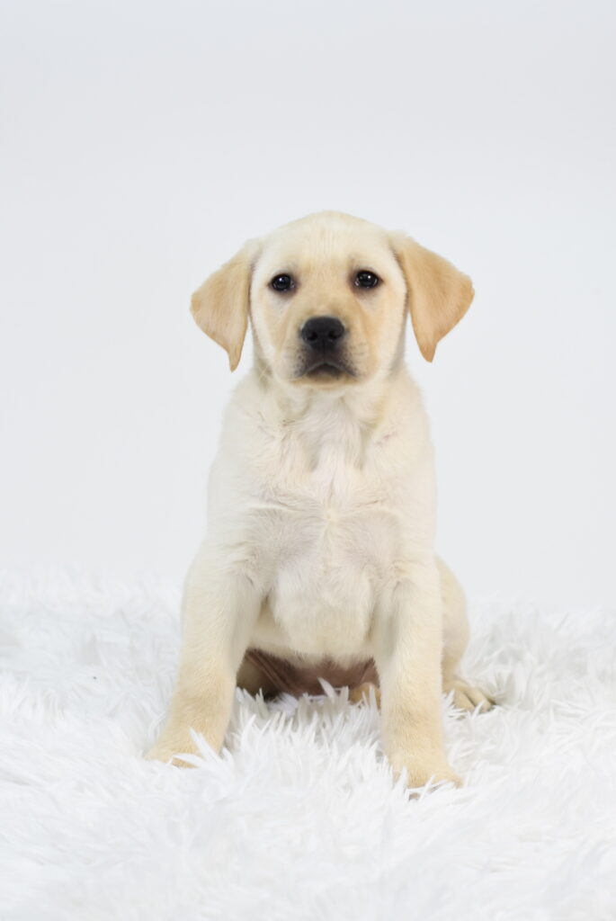 Labrador Retriever - Petland Pembroke Pines