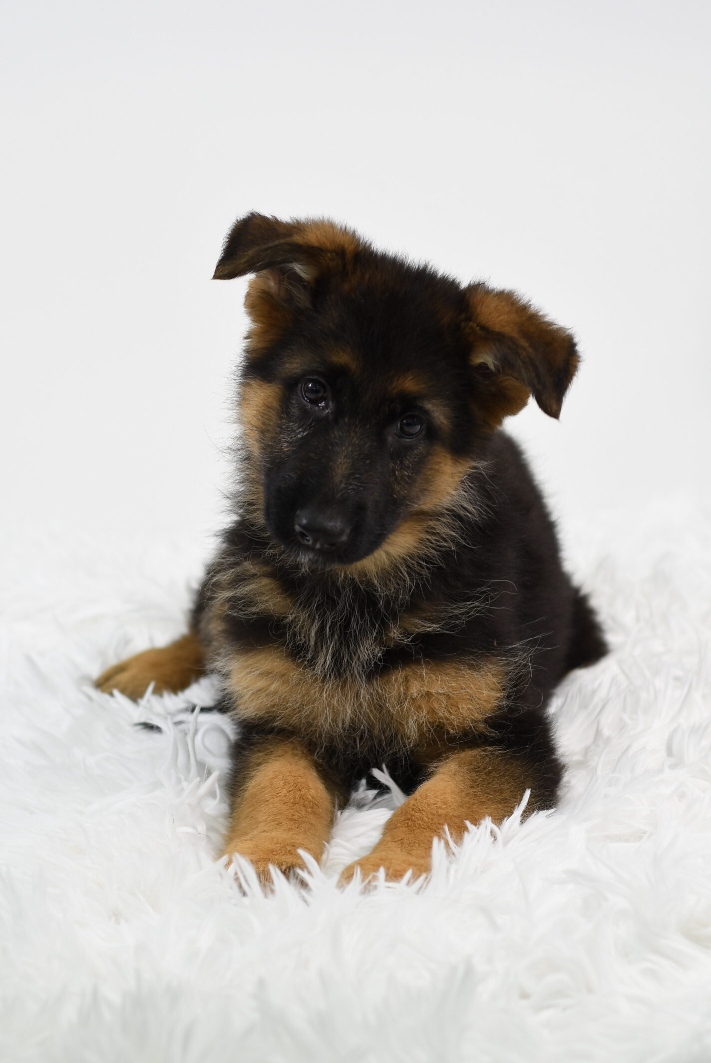 German Shepherd - Petland Pembroke Pines